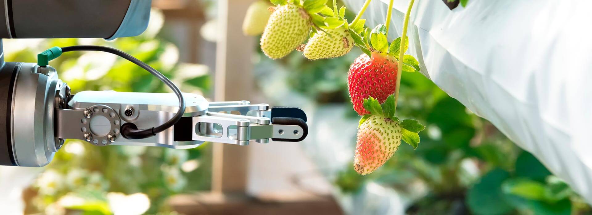 Smart AgriFood Observatory Research